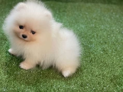 گالری عکس پامرانین خرسی فروشگاه اینترنتی پامر گروپ پامرانین