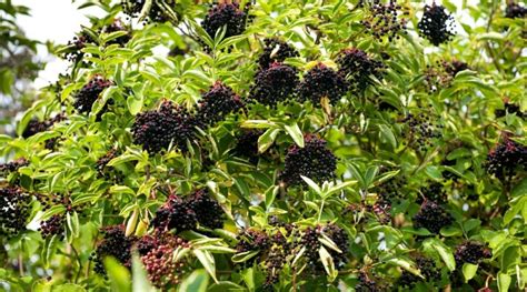 How To Plant Grow And Care For Elderberry Shrubs