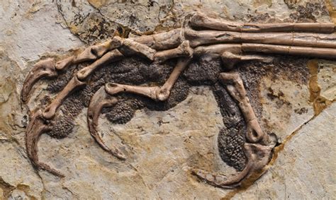 Bird Fossils Bird Fossils