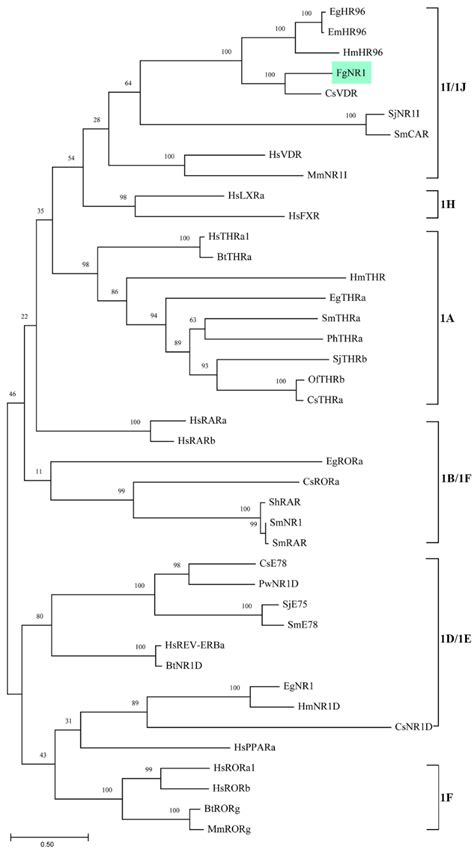 Phylogenetic Analysis Of The Full Length Of Fgnr1 With Nuclear Receptor Download Scientific