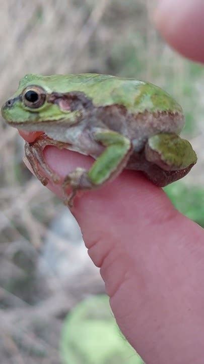 귀여운 청개구리 Youtube