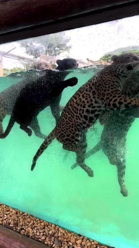 Jaguars Swimming Tumbex Jaguars Swimming Tumbex