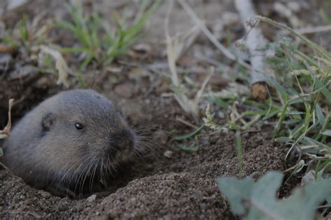 Riverside Cas 1 Pest Control Wildlife Removal And Pest Exterminator Riverside Cas 1 Pest Control Wildlife Removal And Pest Exterminator