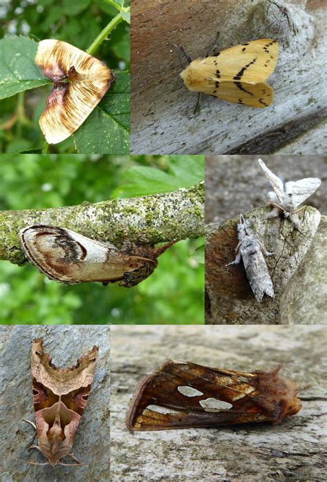 Julia Garner Early June Moths