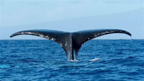 Whale Tail Meaning And Symbolism