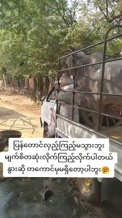 သခင်က စီးပွားရေး အဆင်မပြေလို့ ရောင်းထုတ်လိုက်ရတဲ့ နွားကြီးတွေ Youtube