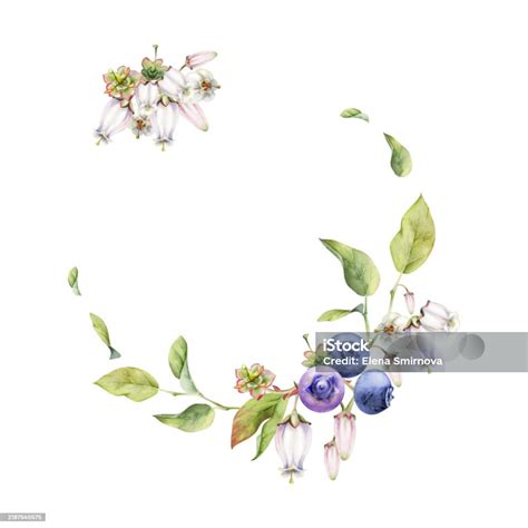 블루 베리 블랙 베리 흰 방울 꽃 수채화로 그린 손 잘 익은 숲 베리 다발이 가지에 있습니다 고립 된 식물 화환 화 환 프레임 그림 웨딩 메뉴 파머스 마켓 화장품 꽃 식물에