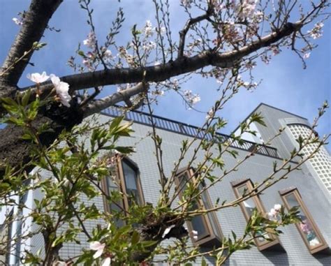 今年も桜咲きました新着情報詳細電気設備施工管理の北工電気未経験中途採用の求人情報も掲載