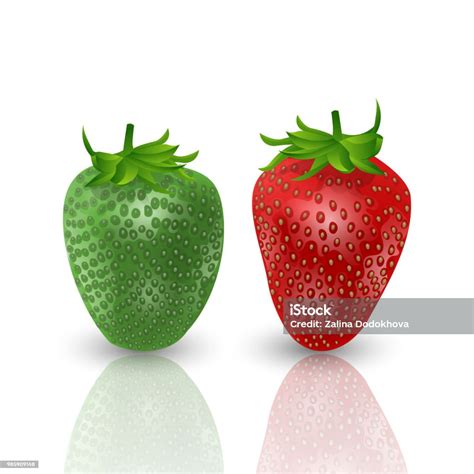 현실적인 달 콤 하 고 신선한 딸기 흰색 배경에 고립의 집합입니다 빨간 달콤한 딸기의 신선한 과일 유기 그림 과일에 대한 스톡 벡터 아트 및 기타 이미지 Istock
