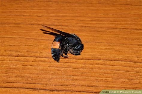 4 Ways To Preserve Insects Wikihow