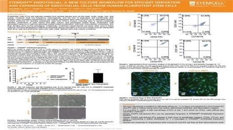 Stemdiff™ Endothelial A New Culture Workflow For Efficient Derivation