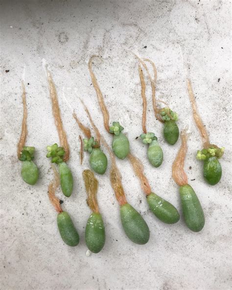 Sedum Water Props R Propagation