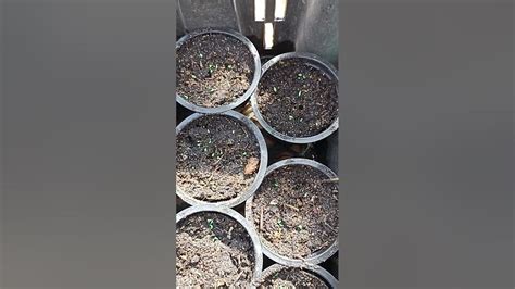 Сею базилик петрушку и укроп для раннего потребления Youtube