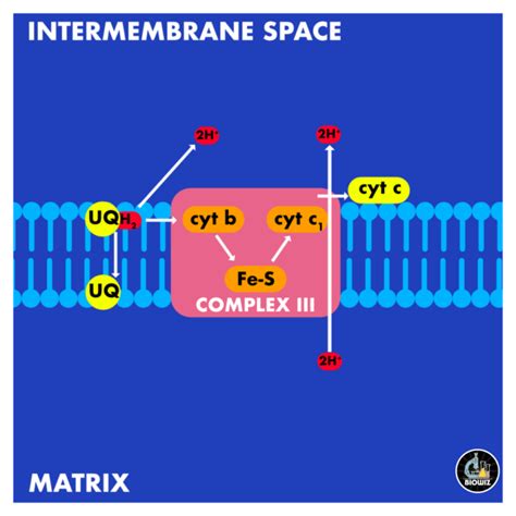 Life Cycle Of Pteridophytes