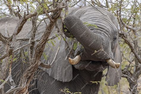 Premium Photo Elephant While Eating Marula Tree Fruit In Kruger Park