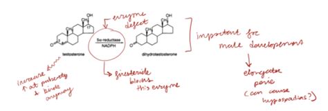 Lecture 10 And 11 Sexual Differentiation I And Ii Flashcards Quizlet