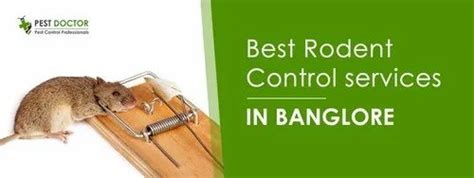 Rodent Pest Control Services At Best Price In Bengaluru Id 20762174955