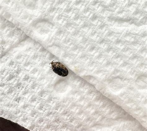 I Am So Paranoid Is This My Worst Fear R Whatisthisbug