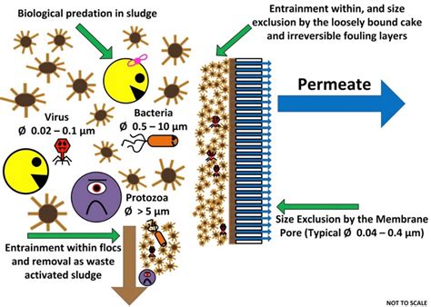 The Mbr Site Pathogen Removal By Microfiltration Mbrs