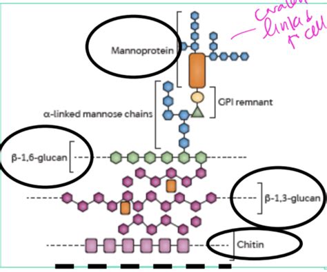 Eukaryotes Flashcards Quizlet