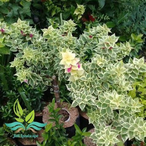 Jual Promo Bugenvil Variegata Singapore Batang Besar Shopee Indonesia