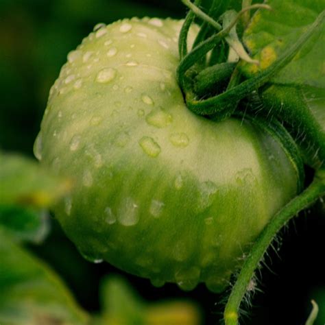 Stuffed Green Tomatoes Tucson Csa