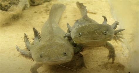 Freshwater Dogfish With Legs Anatomy Lab Shark Specimen For