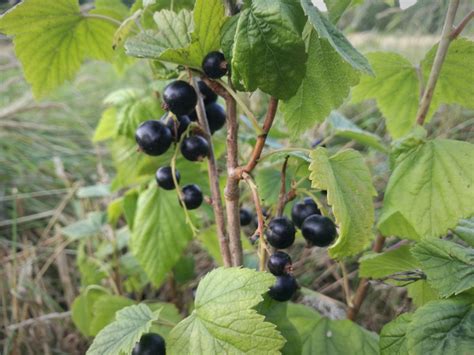 Cassis Récolté Sur Demande La Ferme Des Brindelles