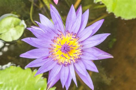 Lotus Flower Stock Image Image Of Familiar Favorable 102751781