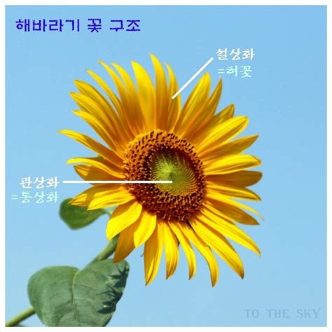 해바라기 꽃 구조와 두상화 관상화 설상화에 대해 네이버 블로그