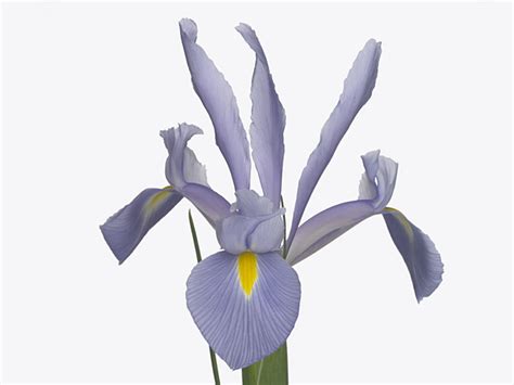 Iris Varieties Global Flowers Club