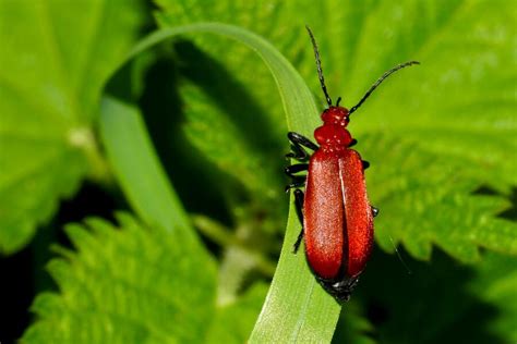 9 Lightning Bug Spiritual Meanings And Symbolism