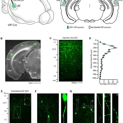 Auditory Cortex Injection Of AAV Flex ChRimson TdTomato A Schematic