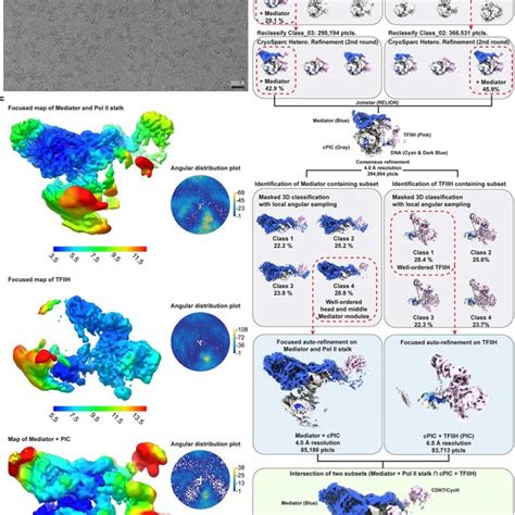Cryo Em Data Processing A Representative Cryo Em Micrograph Of The Download Scientific Diagram