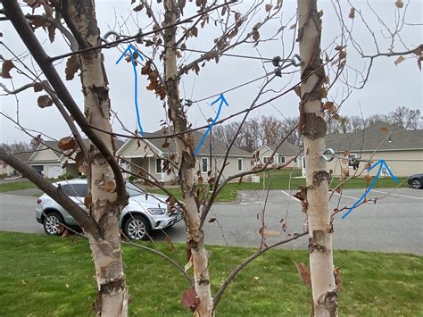 Tree Cabling And Bracing ArborTech Tree Services