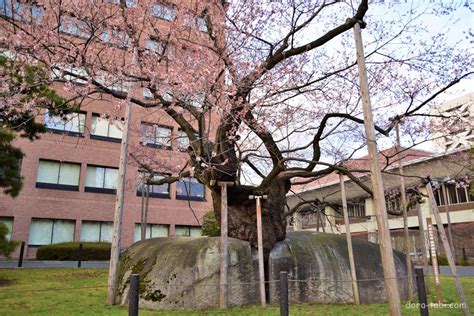 【岩手県】石割桜（盛岡市） ドライブ旅 Com