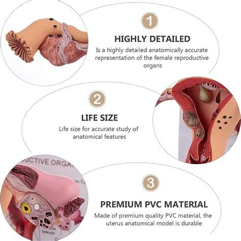 Assicon Female Reproductive System Human Uterus Australia Ubuy