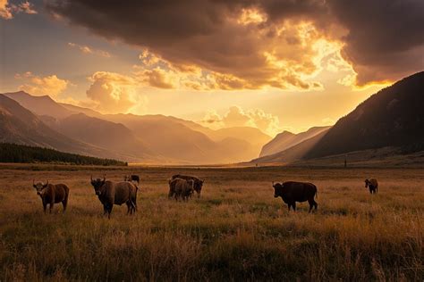 Celebrities Living In Montana A Locals Complete Guide Roaming Montana
