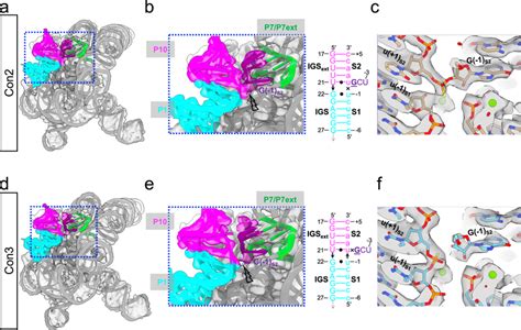 Structural Features Of Tetrahymena Ribozyme In Con2 And Con3 A D