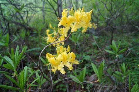 Flower Alpine - Free photo on Pixabay - Pixabay