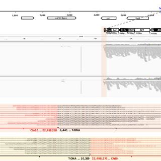 Molecular Characterization Of Transgenic Rice Using NGS Read