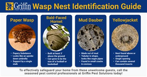 Hornet Vs Wasp Nest Remove Wasp Nests With Help From A Pro Catseye