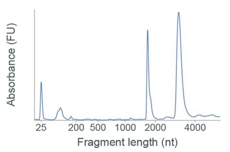 Worm Caenorhabditis Elegans Rna