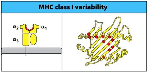Antigen Presentation And Recognition Flashcards Quizlet