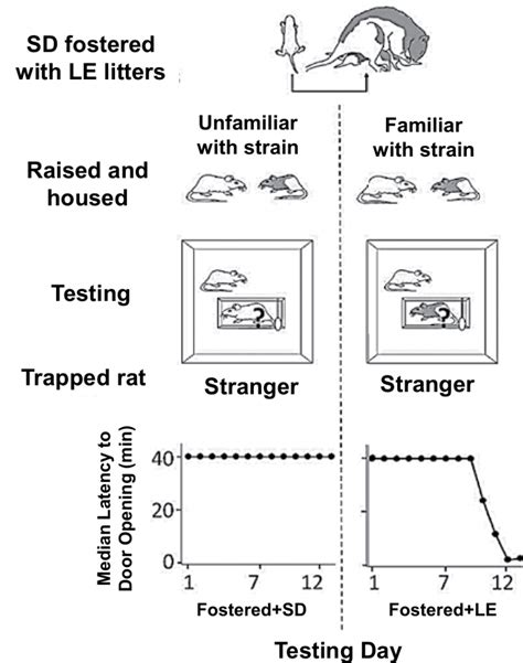 Prosocial Behavior Comparative Psychology Evolution And Development