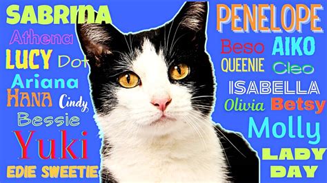 Tuxedo Cat Cute Names