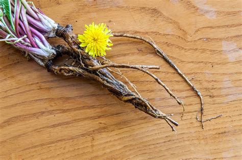 Dandelion With Taproot