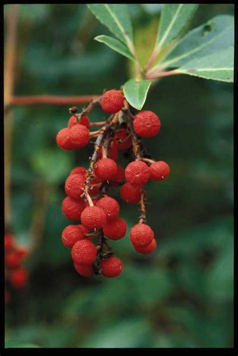 Madrone Genus Common Trees Of The Pacific Northwest