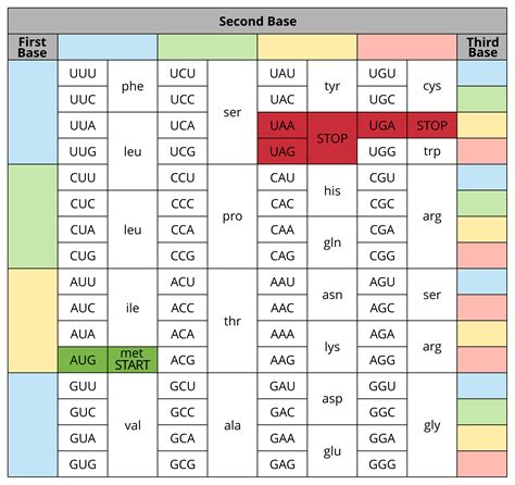 4 3 The Flow Of Biological Information Threshold Concepts In Biochemistry
