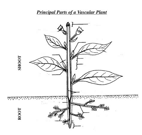 Diagram Of Plant Quizlet